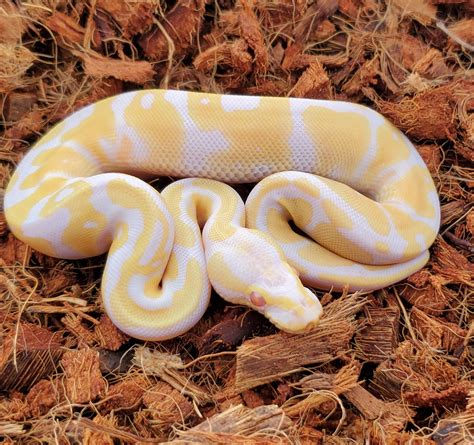 albino 100 het pied ball python by 1st class pythons