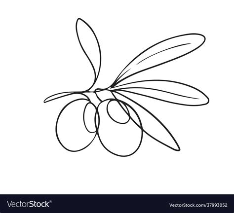 One Line Drawing Olives Royalty Free Vector Image