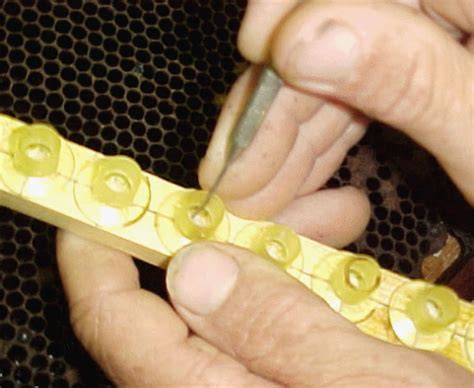 Grafting Queen Honeybee Larva