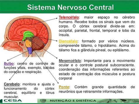Aula 06 Sistema Nervoso Anatomia E Fisiologia