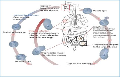 Life Cycle Of E Histolytica