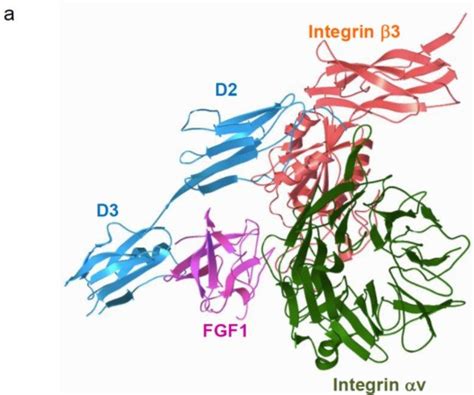 A Model Of An Fgf Fgfr Integrin Ternary Complex A Fgf1 Fgfr2 Crystal