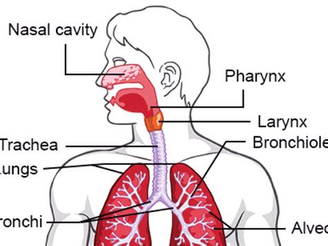 Respiratory System By Eli G