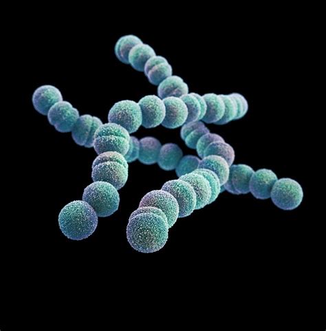 Streptococcus Pyogenes Bacteria Photograph By Cdc Melissa Brower My