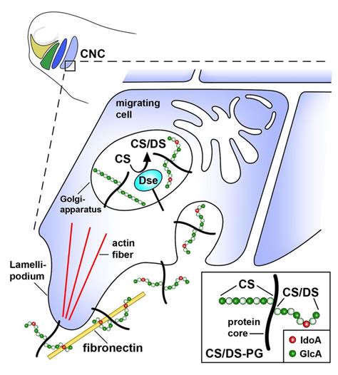 Model For The Stimulation Of Cranial Neural Crest Cell Migration By