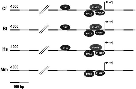 Schematic Representation Of Transcription Factors Binding Sites