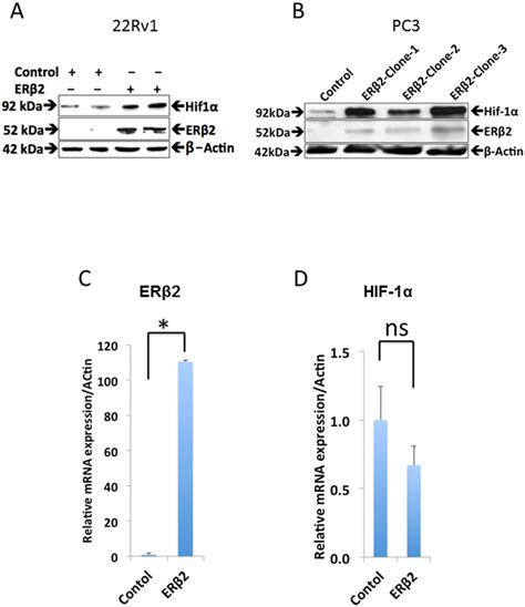 Regulation Of Hif 1α Protein Expression Independent Of Mrna Regulation