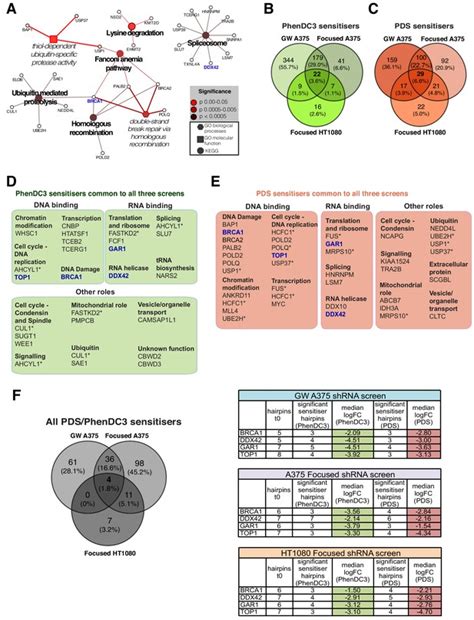 Figures And Data In Genetic Interactions Of G Quadruplexes In Humans