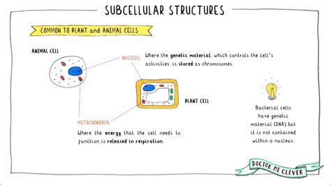 Subcellular Structures Edexcel 9 1 Gcse Biology Topic 1 Key Concepts