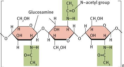 chitin definition structure function and examples
