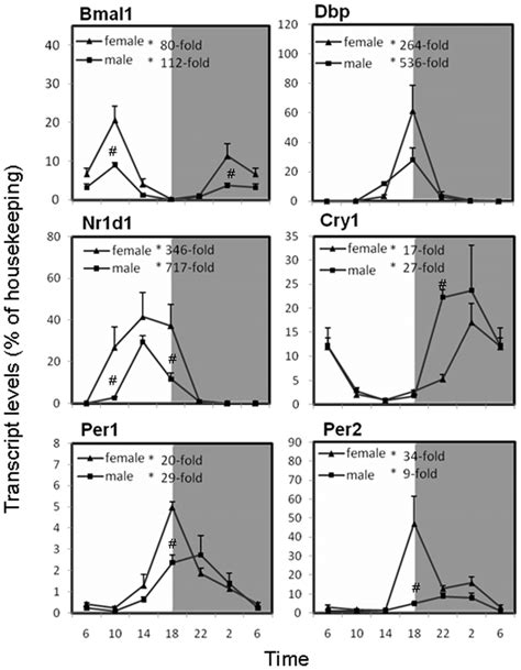 Circadian Variations Of Mrna Levels Of The Clock Gene Brain And Muscle
