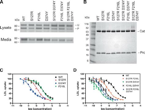 Combination Of Pcsk9 Gain Of Function Mutations A Immunoblot Analysis