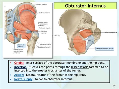 Ppt Anatomy Of The Pelvis Powerpoint Presentation Free Download Id