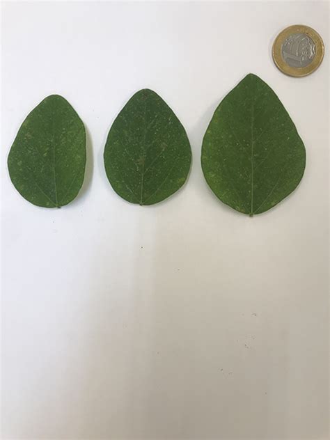 c detect the coin and from there measure the leaf in the image