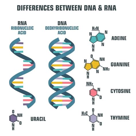 What Is Dna And How Does It Work Scienceabc