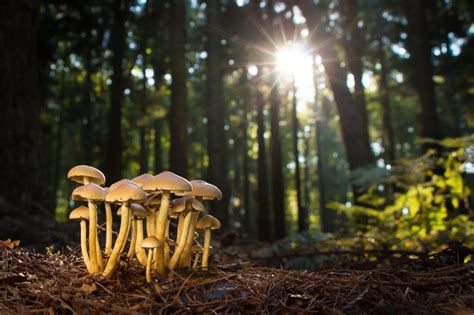 Intro To The Fungi Life Cycle Plantsnap