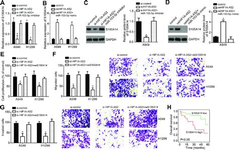 Hif1a As2 Positively Affected Nsclc Progression Through The