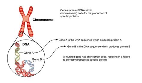 Chromosomal Theory Of Inheritance