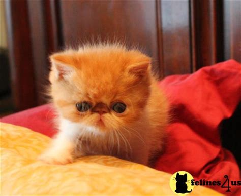 Exotic Shorthair Kitten For Sale Beautiful Exotic Shorthair Kittens