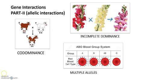 Allelic Or Intra Allelic Interactions Gene Interactions Youtube