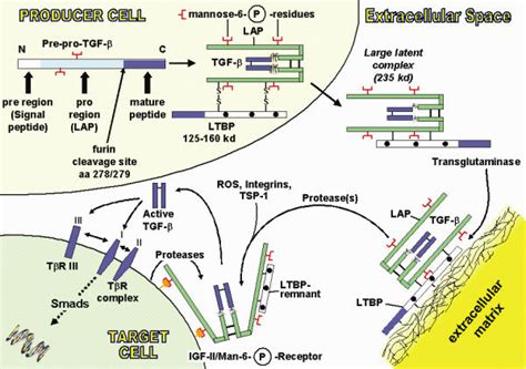 Extracellular Matrix And Tgf β Schematic Presentation Of Intracellular