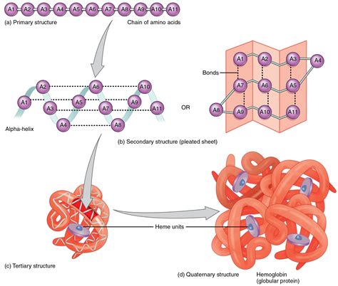 Amino Acids And Polypeptide Chains — Structure And Synthesis Expii