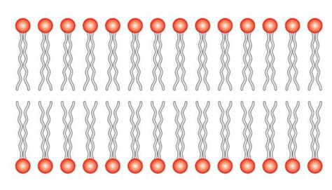 Lipids Structure Function And Examples Chemtalk