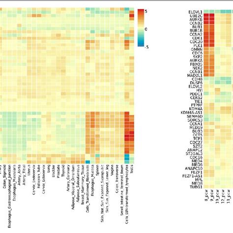 Adhd Gene Expression Heatmaps Constructed With Gtex V7 53 Tissues