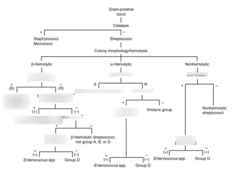 Streptococcus Pyogenes Diagram