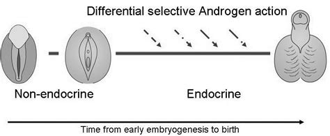 the differential role of androgens in early human sex development bmc