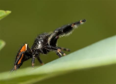 Jumping Spider Courtship And Mating Phidippus Clarus Bugguide Net