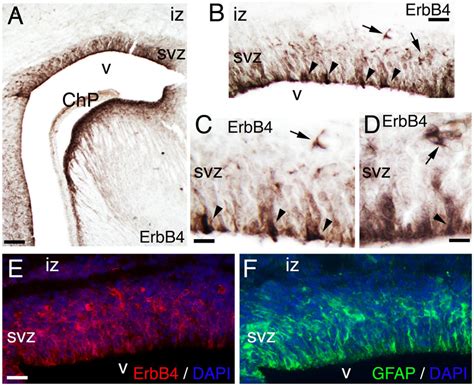 Frontiers Erbb4 In Laminated Brain Structures A Neurodevelopmental