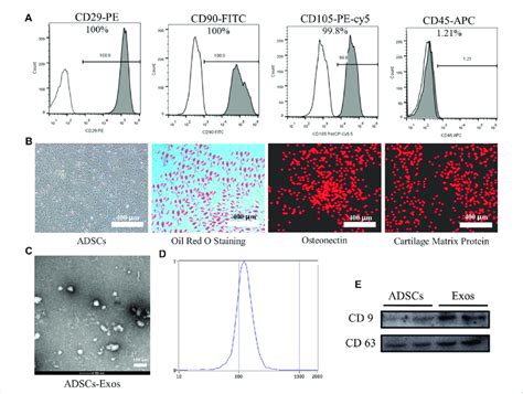 Identification Of Adscs And Adscs Exos A Characterization Of Adscs