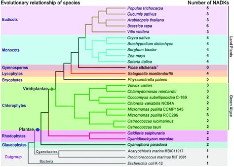 Systematic Evolutionary Relationships Of 24 Species Among Eight