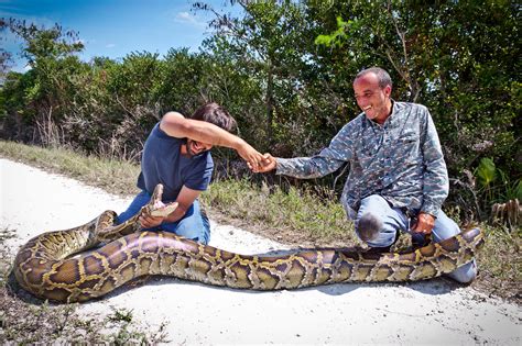 hunters capture a massive 15 foot burmese python