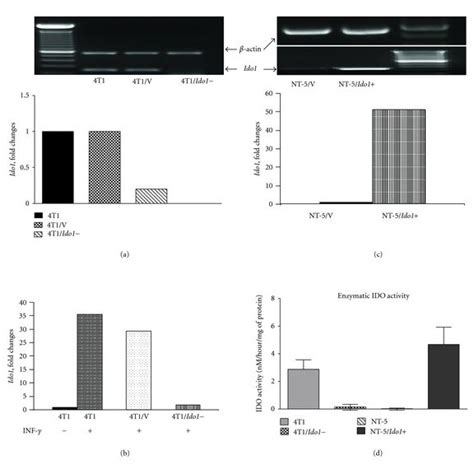 Generation Of Two Pairs Of Ido1 And Ido1− Clones From Murine Breast