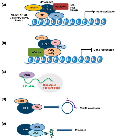 Ijms Free Full Text No Easy Way Out For Ezh2 Its Pleiotropic