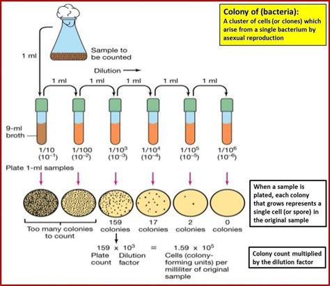 116 Questions With Answers In Bacterial Growth Curve Scientific Method