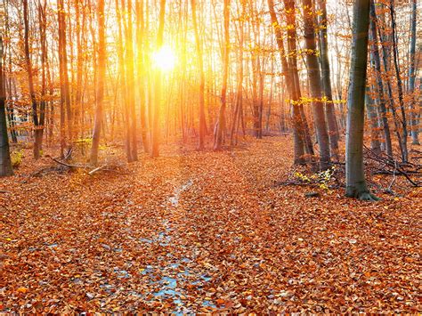 Fonds Decran Saison Automne Forêts Le Tronc Rayons De Lumière