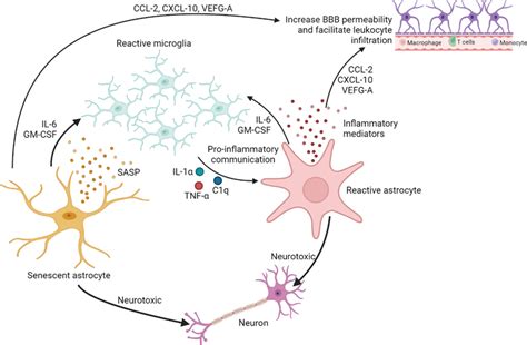 The Communication Between Astrocytes And Microglia Modulates Cns