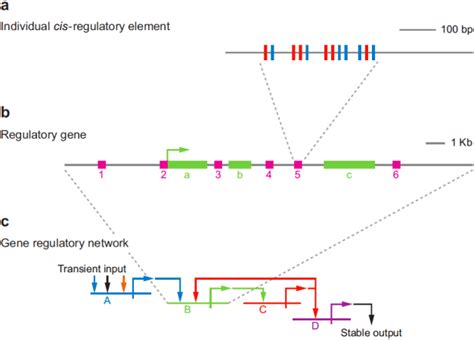 The Gene Regulatory Hierarchy [5] A Individuals Cis Regulatory