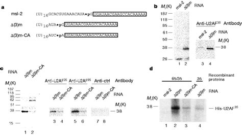 inhibition of msl 2 splicing by sex lethal reveals interaction between
