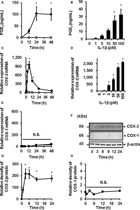 Frontiers Non Transcriptional And Translational Function Of Canonical