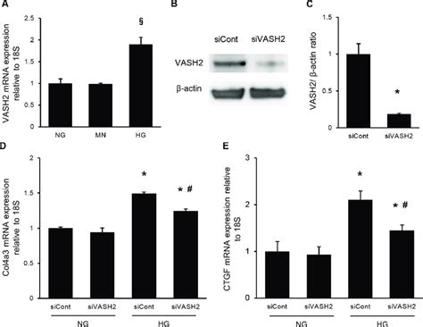 The Role Of Vash2 Knockdown In Extracellular Matrix Production In