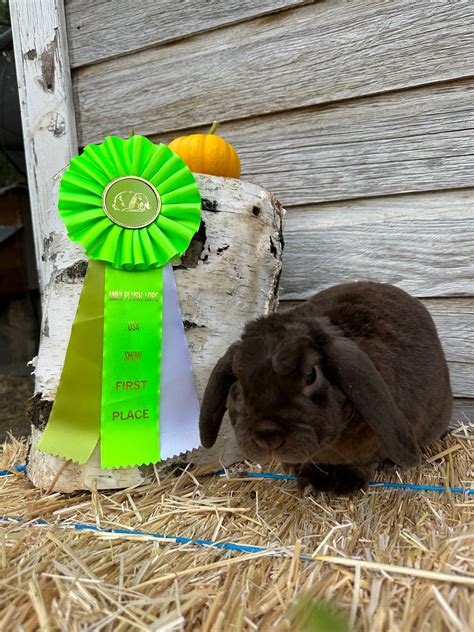 2024 Fair Contest Winners
