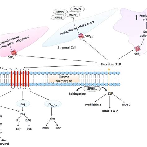 Autocrine And Paracrine Signalling Mediated By S1p Secreted S1p Is