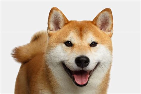 柴犬の特徴や性格、飼い方について ペットタイムズ
