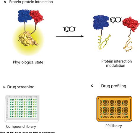 Figure 5 From Protein Fragment Complementation Assays For Large Scale