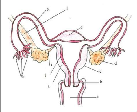 Uterus Anatomy Diagram Quizlet