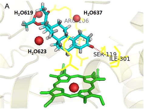 The Binding Modes Of Three Typical Substrates Docked Into The Active